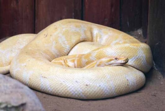 6 Jenis Ular Piton Yang Ada Di Indonesia Yuk Kenali Dulu