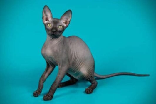 8 Jenis Kucing Sphynx Tidak Ada Bulu Yang Ada Di Dunia