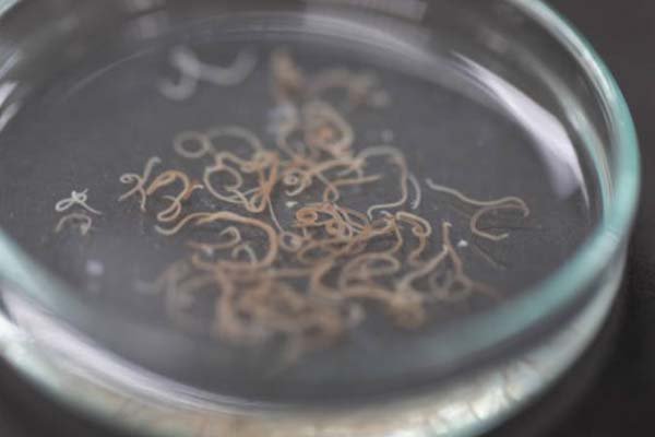 7 Jenis Makanan Ikan Cupang Yang Baik Beserta Kandungannya