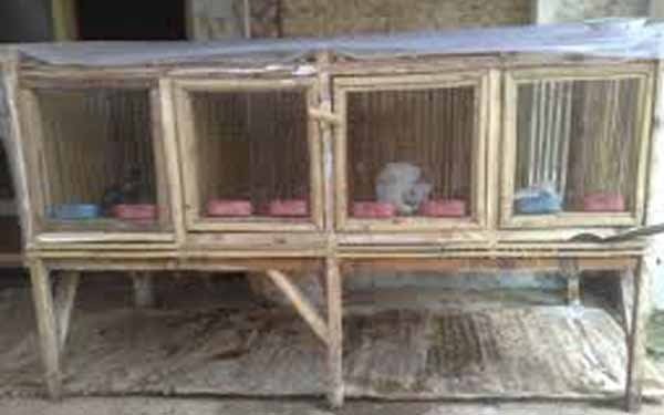 Gambar Kandang Peternakan Kelinci Diluar Dan Didalam