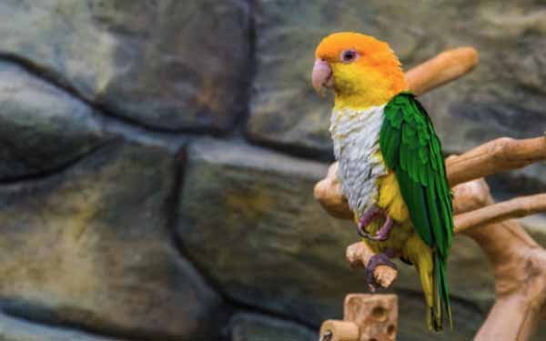 Burung Caiques Parrot Dan Cara Perawatannya