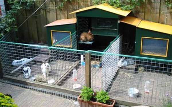 Gambar Kandang Peternakan Kelinci Diluar Dan Didalam