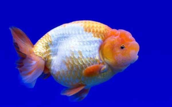 Mengenal Ikan Koki Ranchu Beserta Harganya