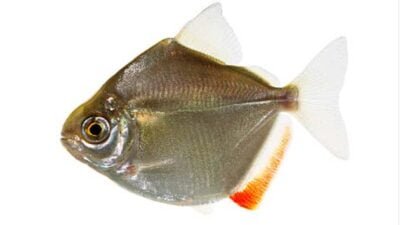 Mengenal Ikan Manfish Angelfish Cantik Air Tawar Yang Menawan